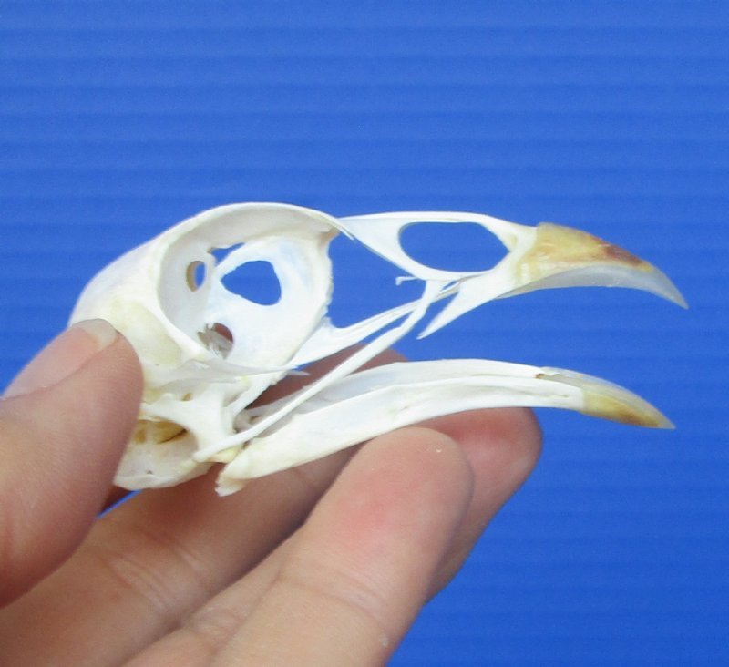 2-5/8 inches American Pheasant Skull for Sale