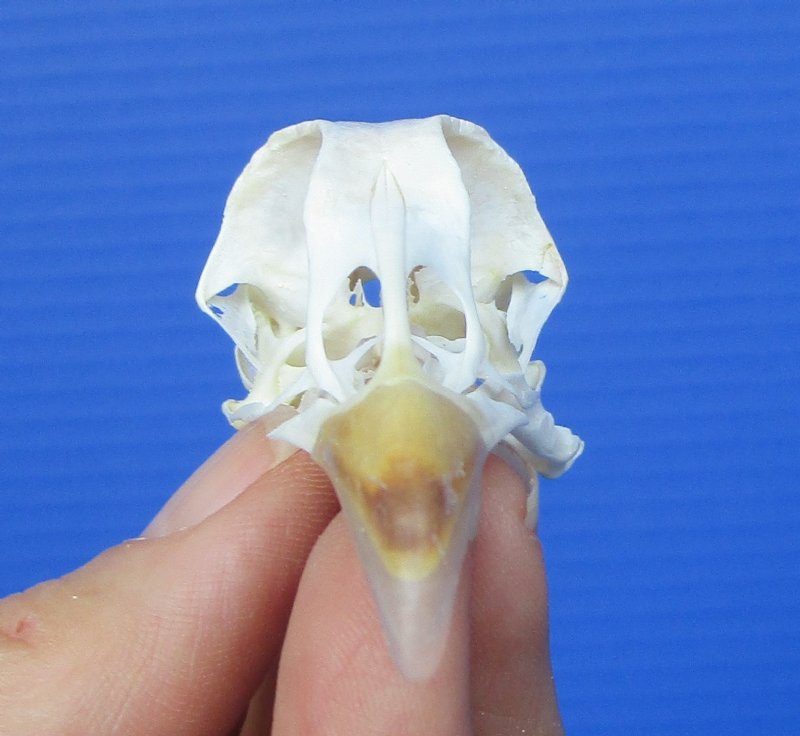 2-5/8 inches American Pheasant Skull for Sale