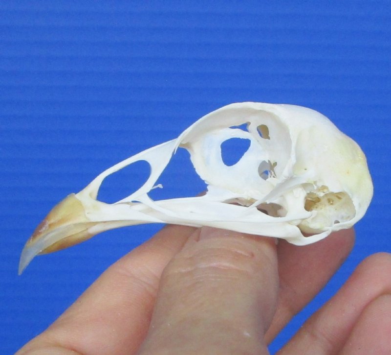 2-5/8 inches American Pheasant Skull for Sale