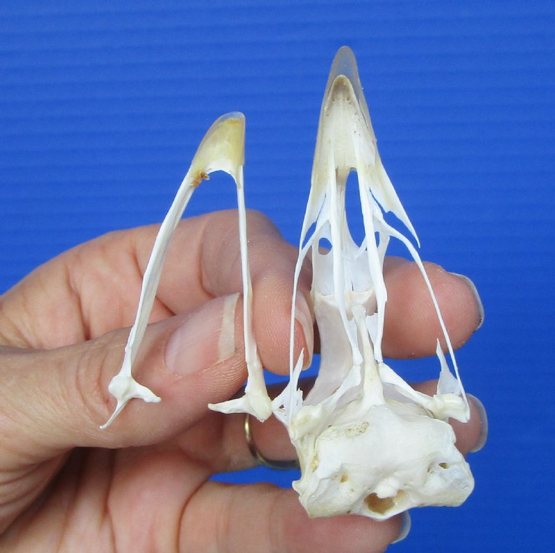 2-5/8 inches American Pheasant Skull for Sale
