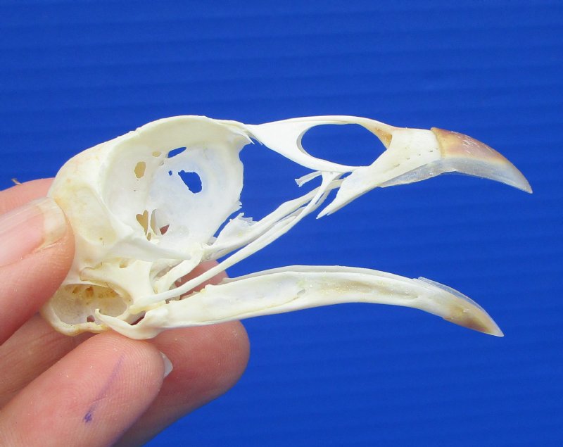 2-3/4 inches Authentic Pheasant Skull for Sale