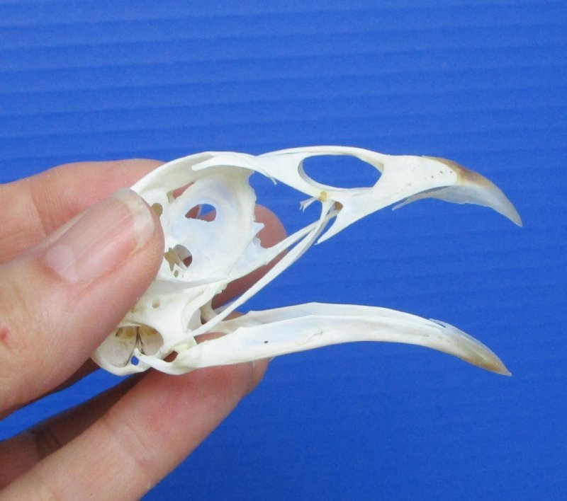 2-3/4 inches Pheasant Skull for Sale $19.99