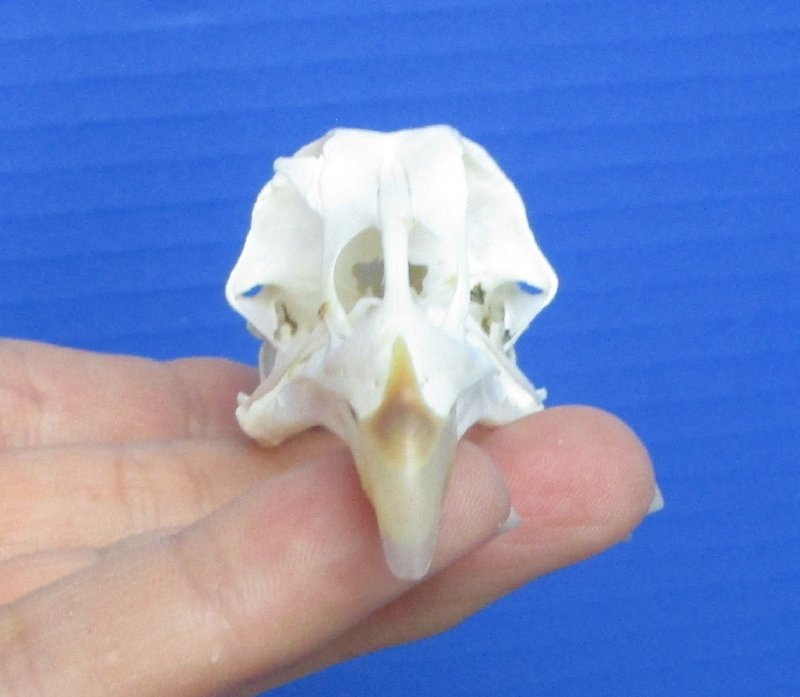 2-3/4 inches Pheasant Skull for Sale $19.99