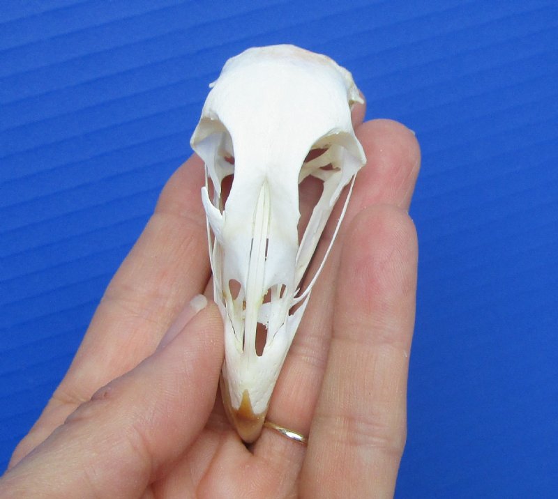 2-3/4 inches Pheasant Skull for Sale $19.99