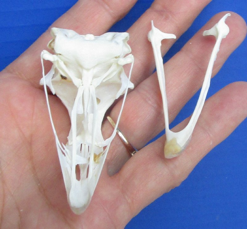 2-3/4 inches Pheasant Skull for Sale $19.99