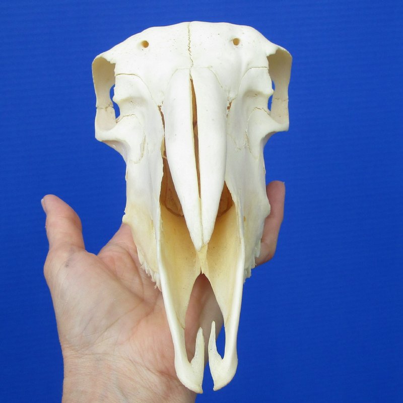 9-1/8 inches Real Indian Domesticated Sheep Skull for Sale