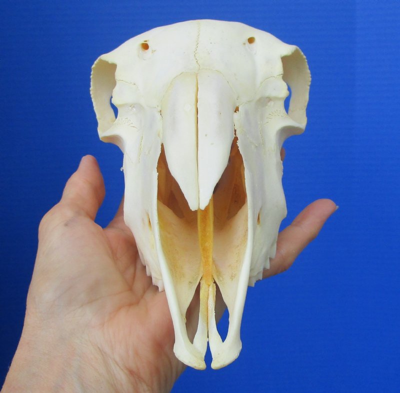 8-7/8 inches Real Domesticated Sheep Skull for Sale