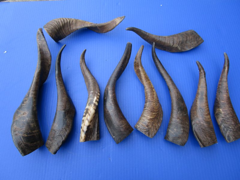 10 Buffed Indian Goat Horns 9 to 16 inches with a light shine