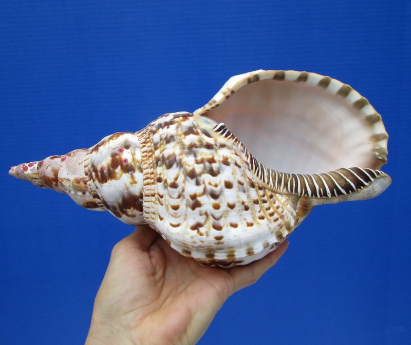 10-7/8 inches Atlantic Triton Trumpet Shell, Charonia Variegata