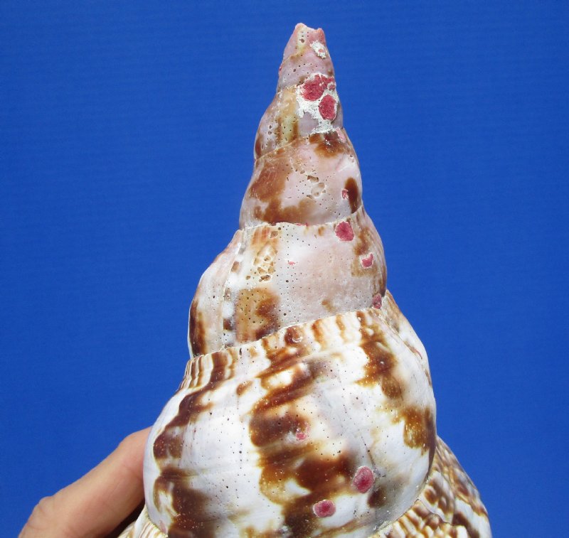 10-7/8 inches Atlantic Triton Trumpet Shell, Charonia Variegata