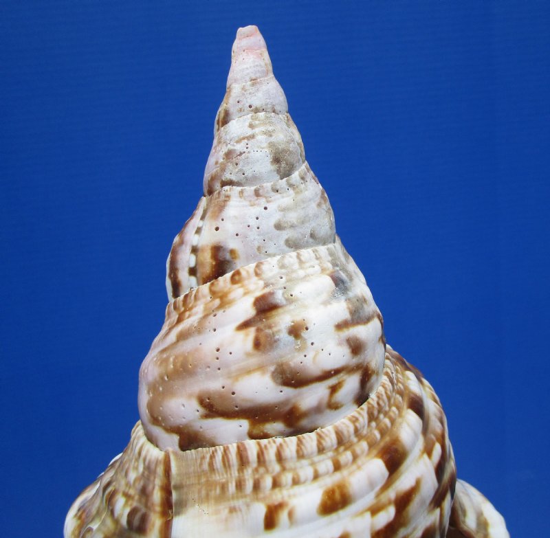10-3/4 inches Large Atlantic Triton Trumpet Shell for Sale, Charonia ...
