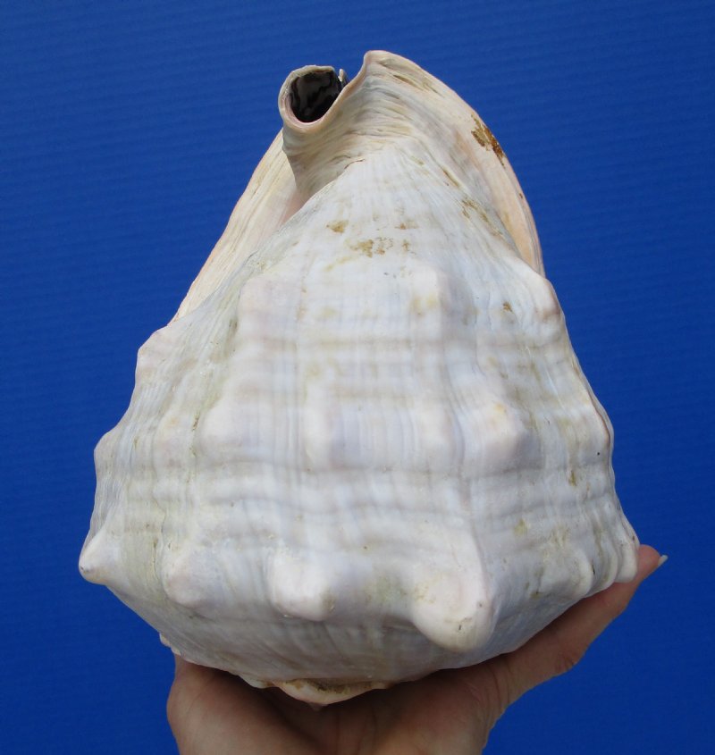 7-1/2 inches Large Queen Helmet Shell for Sale