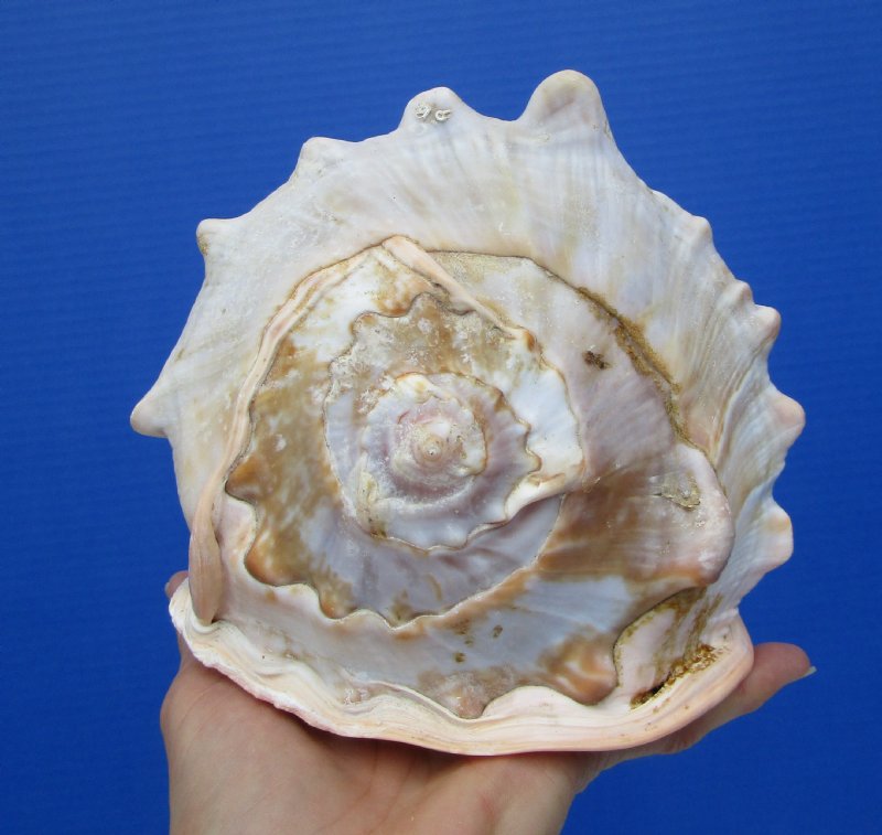 7-1/2 inches Large Queen Helmet Shell for Sale