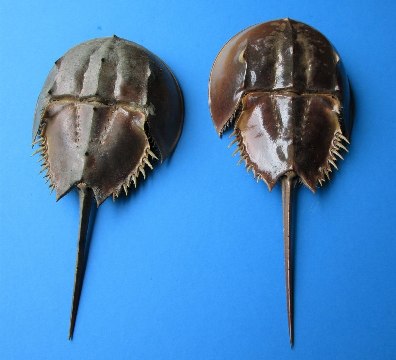 Horseshoe Crab Without Shell