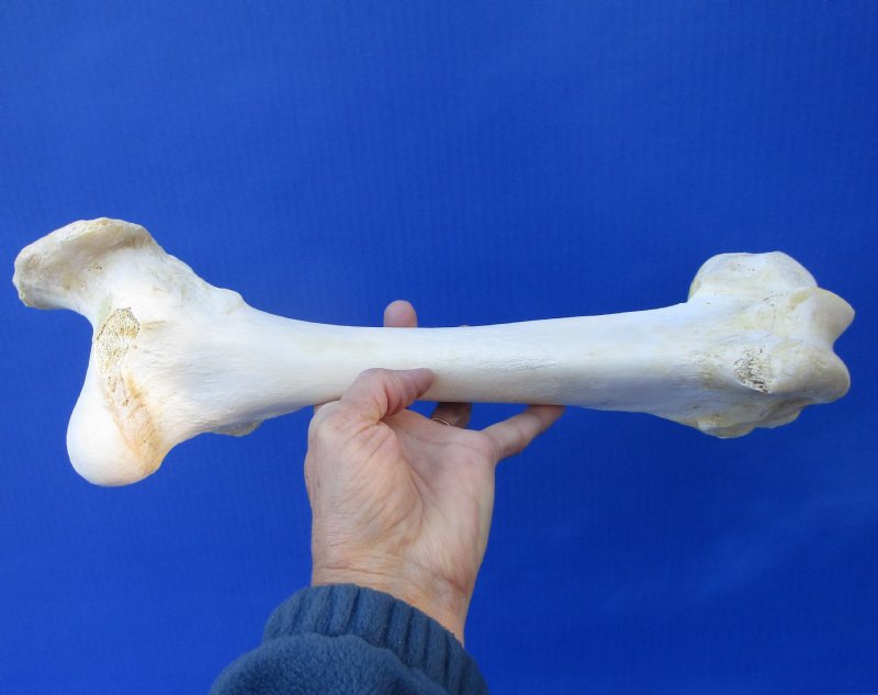 Cow Femur Anatomy