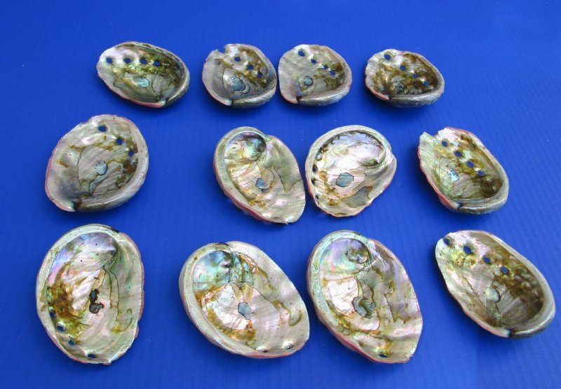 Small Red Abalone Shells | Wholesale | 3 to 4 Inches