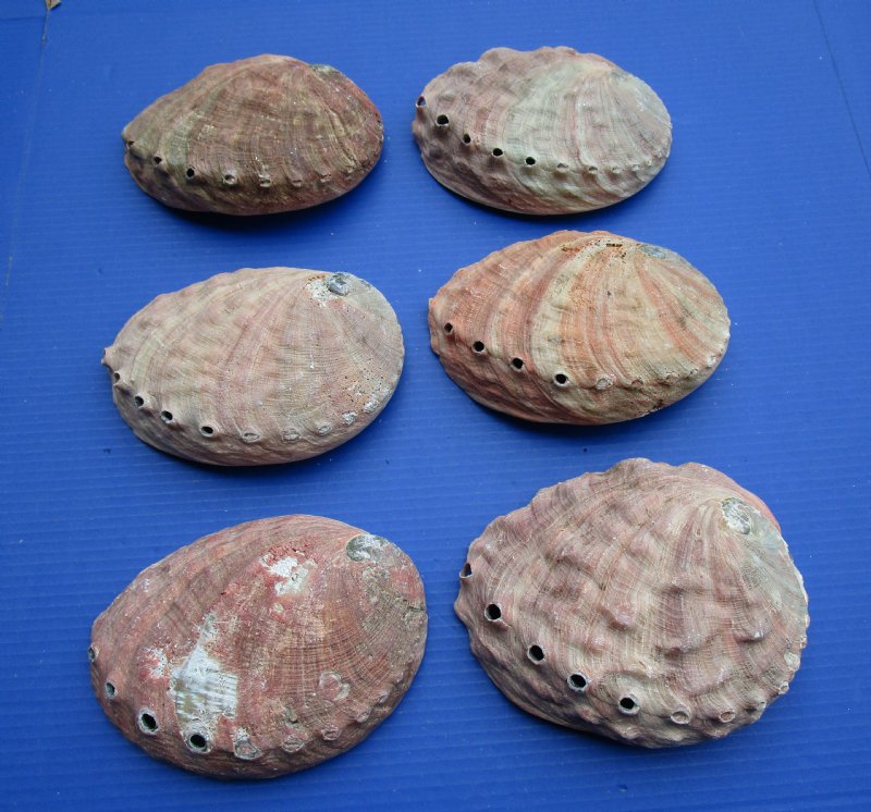 Red Abalone Shell