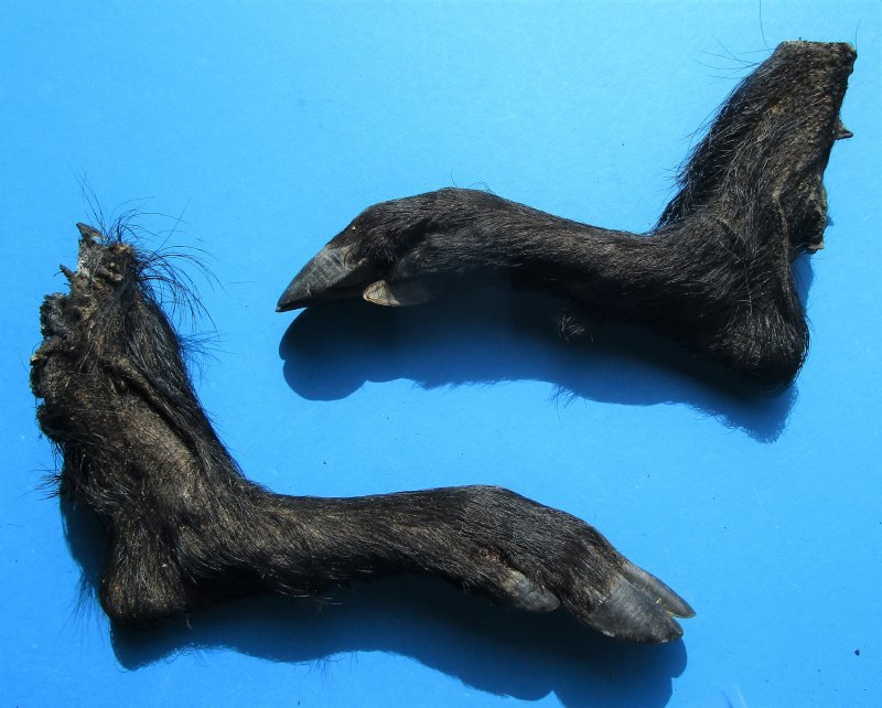 2 Cured Georgia Wild Boar Legs, Feet for Sale