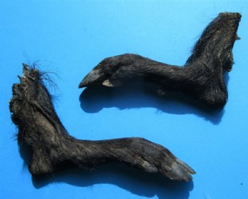 2 Cured Georgia Wild Boar Legs, Feet for Sale