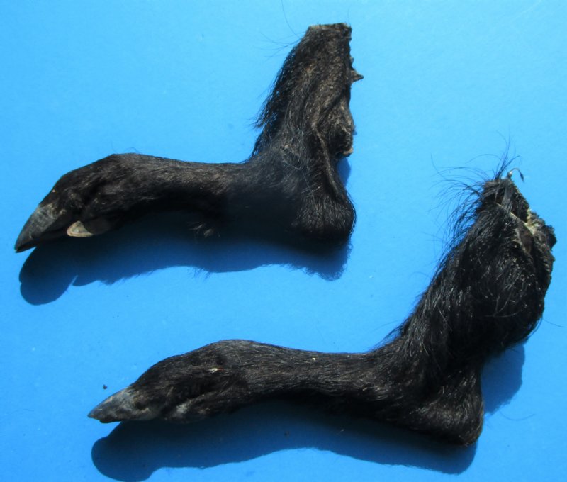 2 Cured Georgia Wild Boar Legs, Feet for Sale preserved with formaldehyde