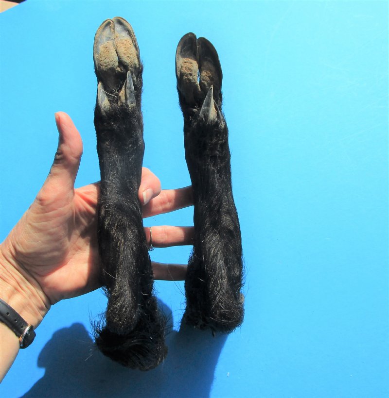 2 Cured Georgia Wild Boar Legs, Feet for Sale