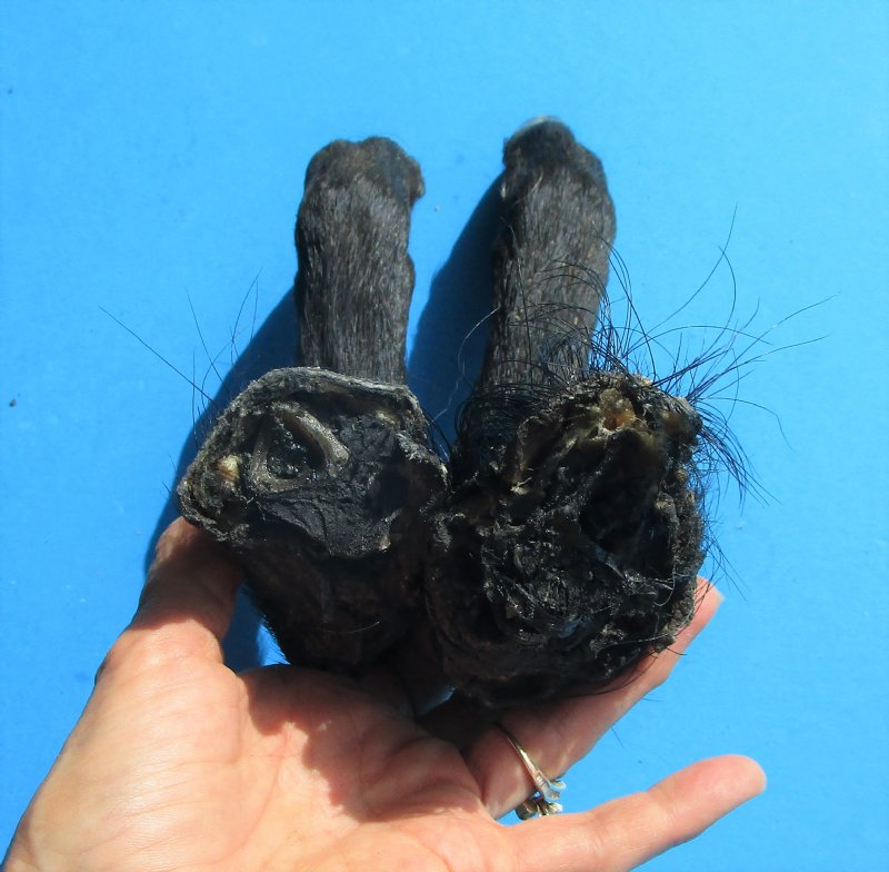 2 Cured Georgia Wild Boar Legs, Feet for Sale