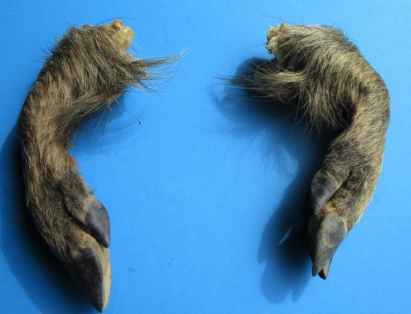 2 Cured Georgia Wild Boar Legs, Feet for Sale preserved with formaldehyde
