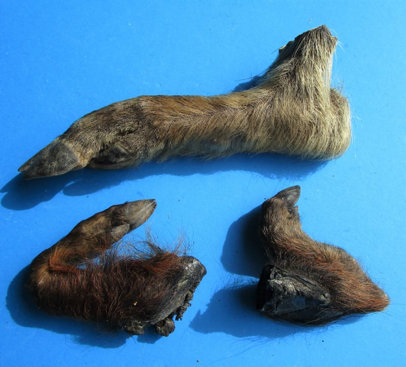 3 Real Georgia Wild Boar Feet, Legs, Hooves, 8-1/2, 9 and 13 inches