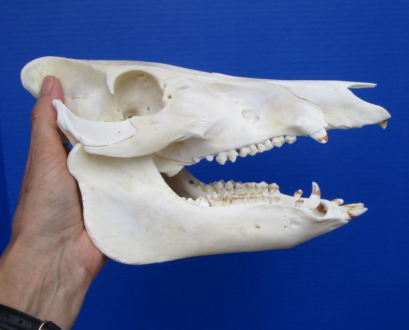 Wild Hogs Animal Teeth