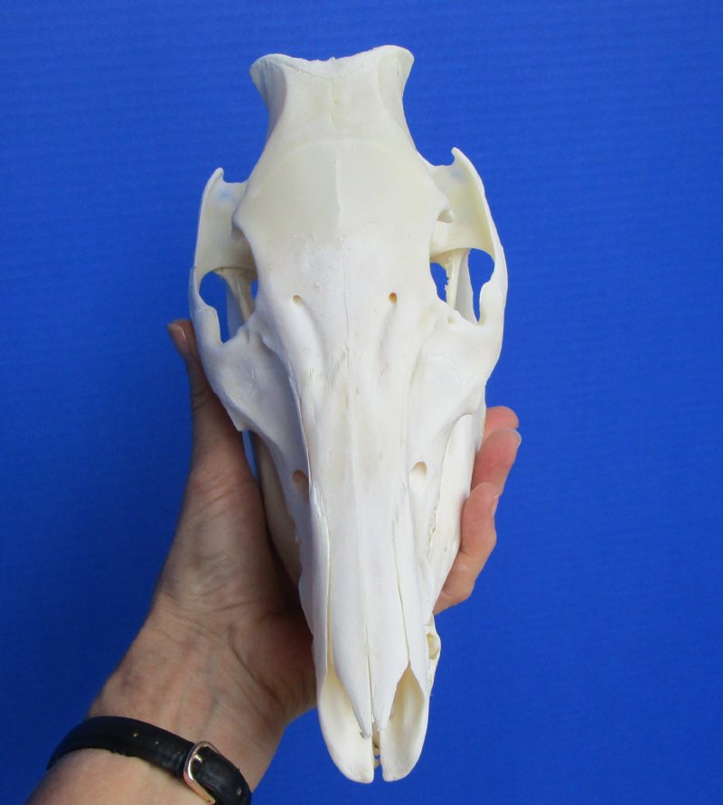 8-1/2 inches Authentic Georgia Wild Boar Skull, Wild Hog Skull for Sale
