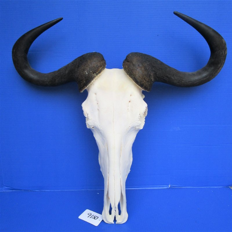 African Wildebeest Head