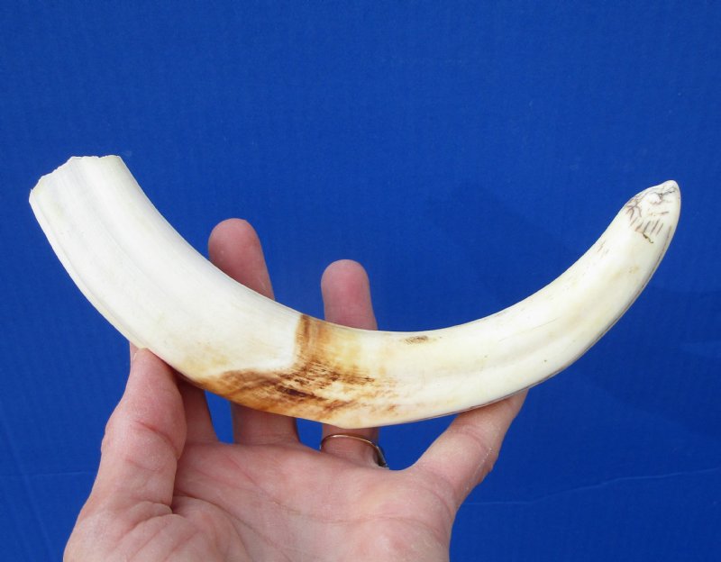 9-1/4 inches African Warthog Tusk, 6-1/4 inches Solid