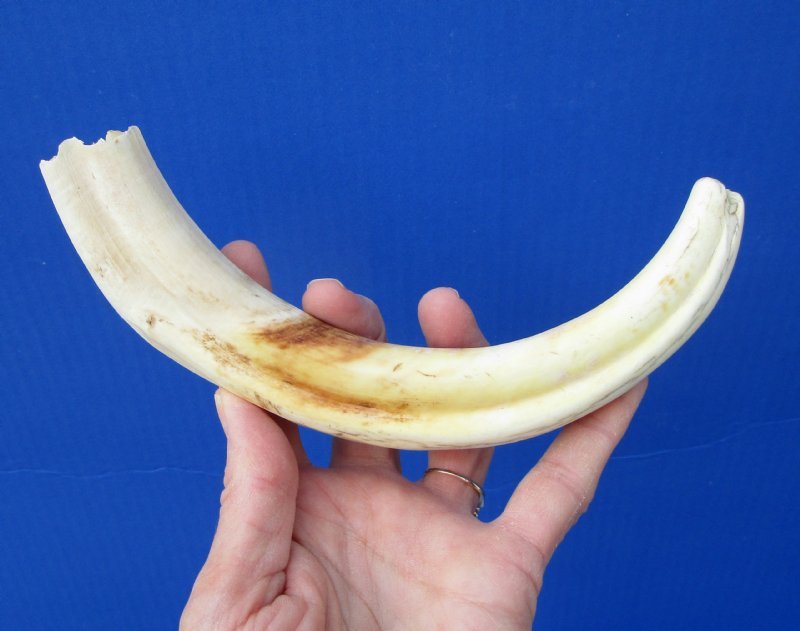 9-3/4 inches Warthog Ivory Tusk for Carving