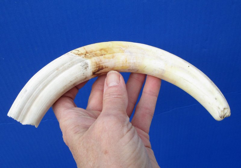 9-3/4 inches Warthog Ivory Tusk for Carving