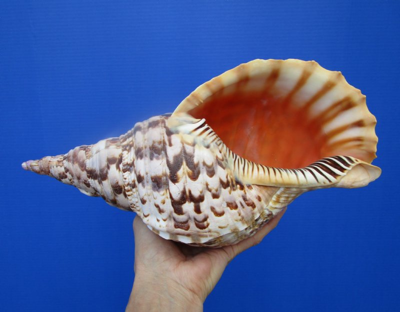 12-1/2 inches Gorgeous Pacific Triton Trumpet Shell for Sale
