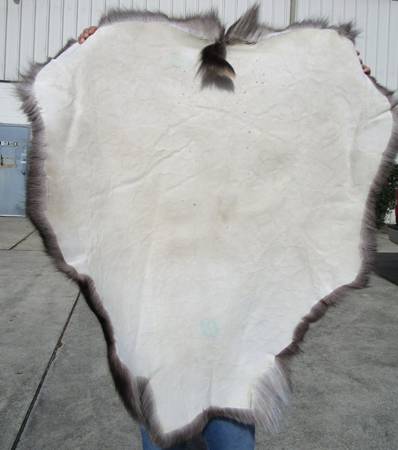 46 by 40 inches Reindeer Fur, Hide, Skin for Sale, Without Legs