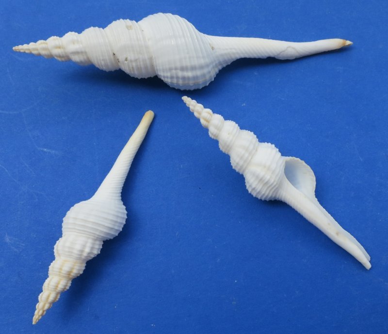 5 to 6 inches Wholesale White Spindle Shells for Crafts