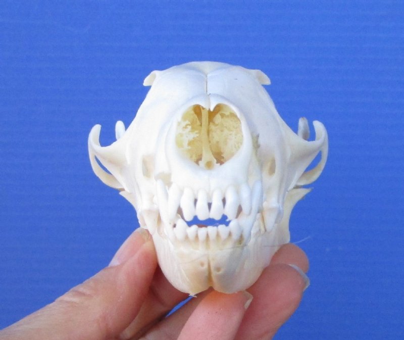 Red Fox Skull Front