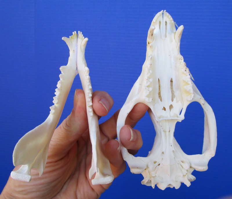 Opossum Skull Anatomy