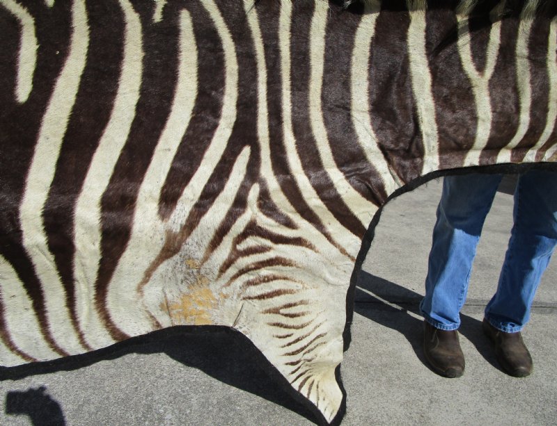 Real Zebra Fur