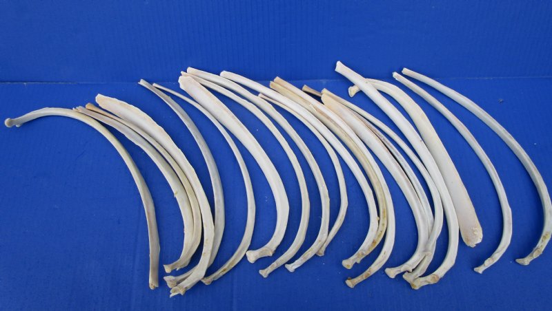 20 Whitetail Deer Rib Bones 9 to 12 inches for $1.00 each