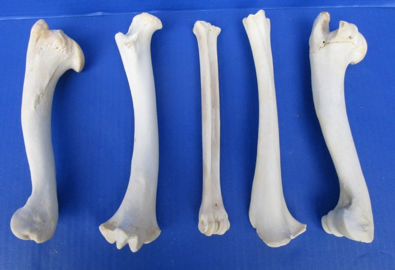 Deer Humerus Bone