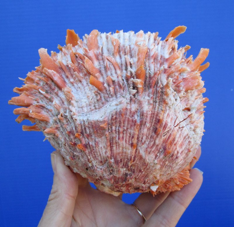 5-1/4 inches Red Mexican Spondylus Princeps Spiny Oyster Shell