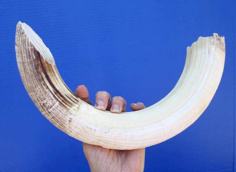 Meaning Of Curved Tusks at Vanessa Najera blog