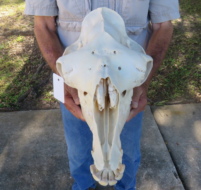 17 inches long real camel skull imported from India $134.99