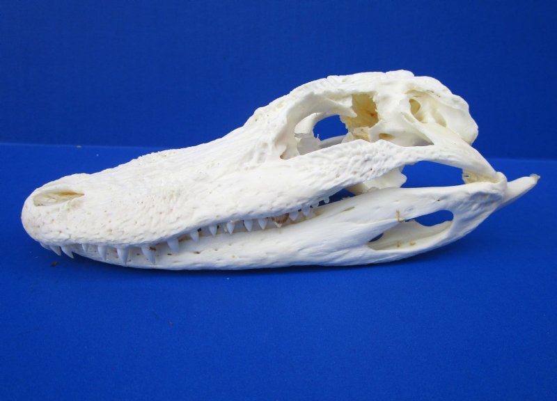 7-1/2 inches Florida Alligator Skull, Grade B- $59.99