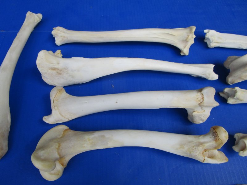 10 Authentic Deer Leg Bones 10 to 12 inches for $5.00 each