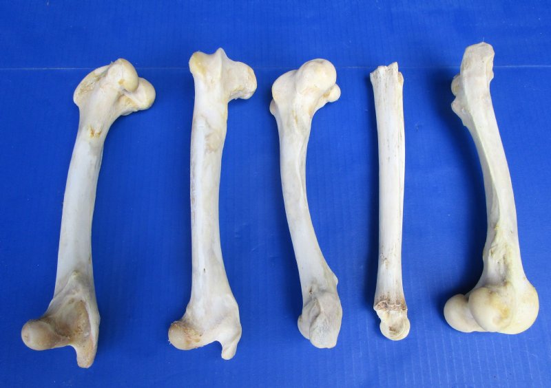 Deer Femur Vs Human Femur