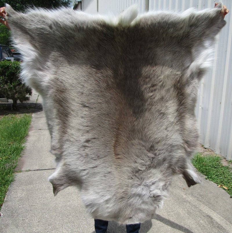 Reindeer Hide, Skin, Fur 44 by 43 inches
