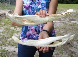 Buy Alligator Bones at Worldwide Wildlife Products